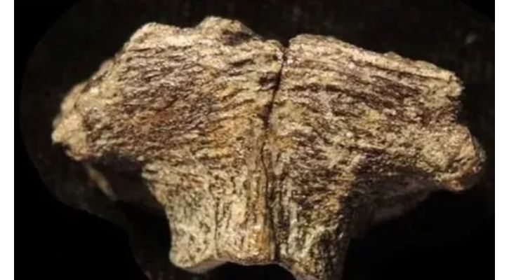 Dinosaur's 75-Million-Year-Old DNA May Have Been Found, And Why It's An ...