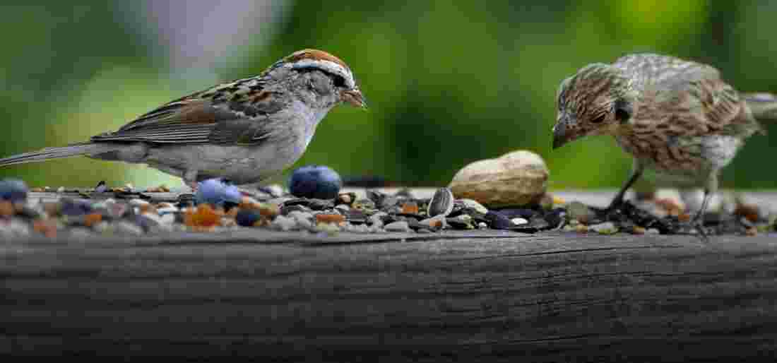 8600 Bird Species Are Fighting Climate Change To Hunt And Survive In ...