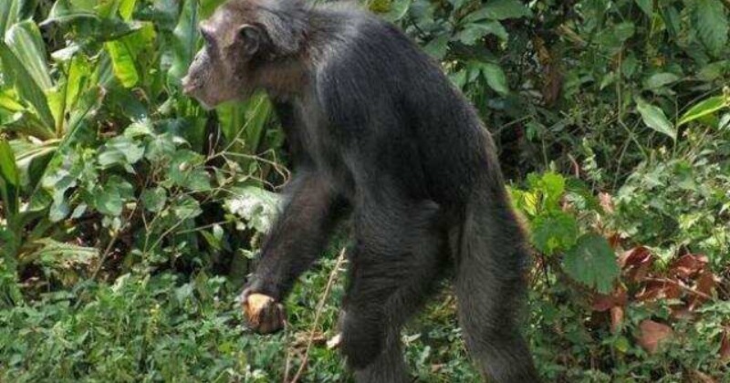This Video Of Patna Zookeepers Clapping And Cheering Up Lonely ...