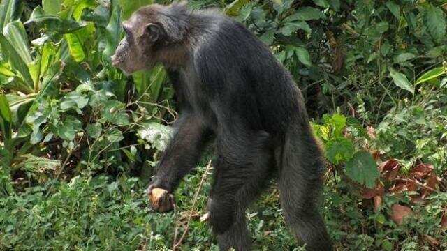 This Video Of Patna Zookeepers Clapping And Cheering Up Lonely ...