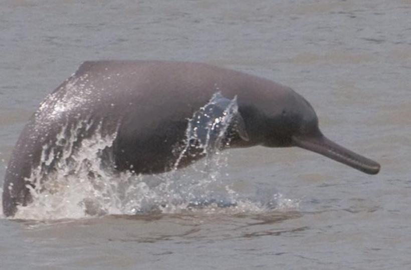 Water Pollution Dolphins