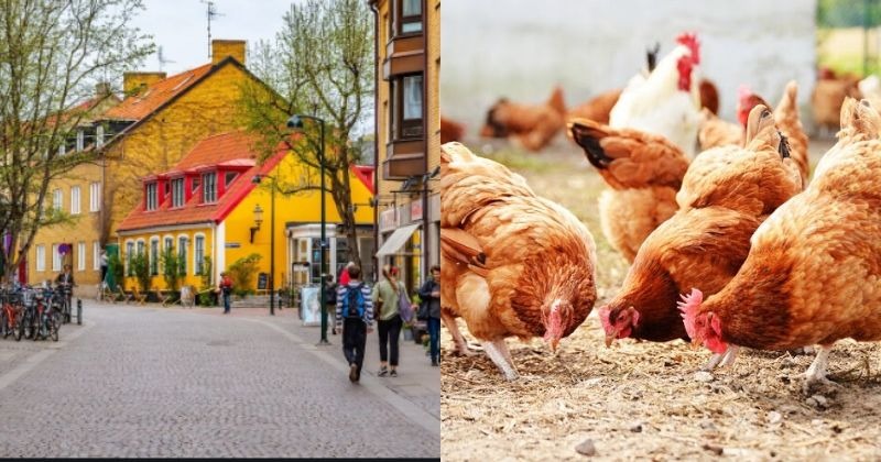 This Swedish Town Is Dumping Chicken Manure In Parks To Prevent ...