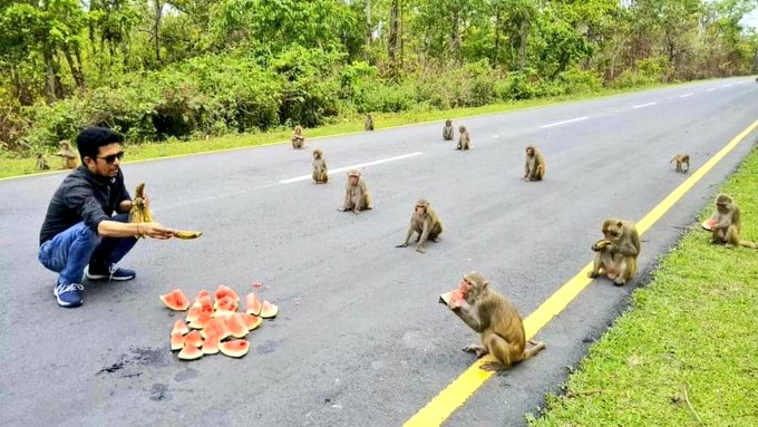 Monkeys Seen Social Distancing In Viral Picture