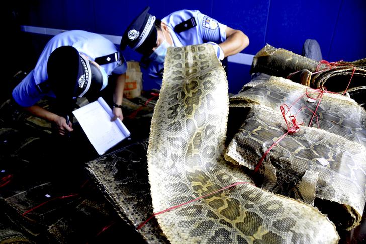 Shenzhen Become First City To Ban Eating Of Dogs, Cats, Snakes