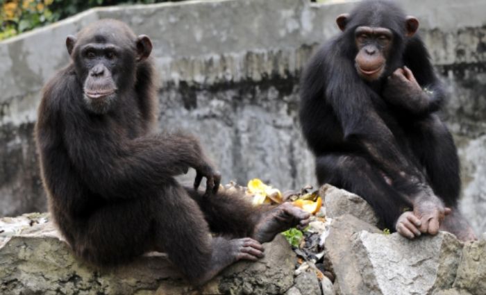 This Video Of Patna Zookeepers Clapping And Cheering Up Lonely ...