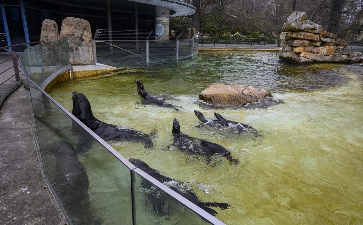 To Ensure They Don't Starve, German Zoo May Have To Feed Animals To ...