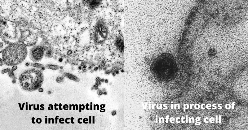 Scientist Capture Exact Moment Coronavirus Infects Cell On Powerful ...