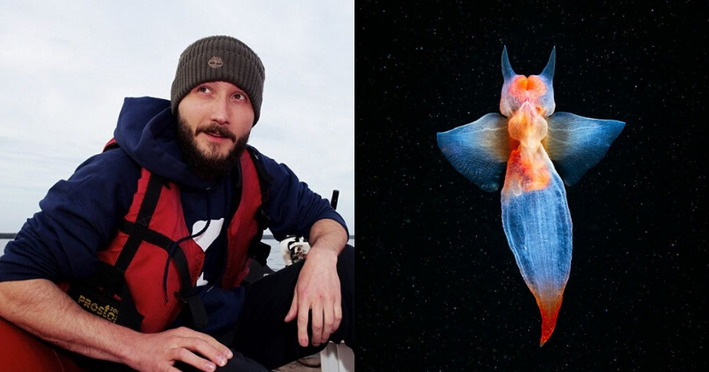Russian Marine Biologist Clicks Pictures Of A Sea Angel That Almost ...