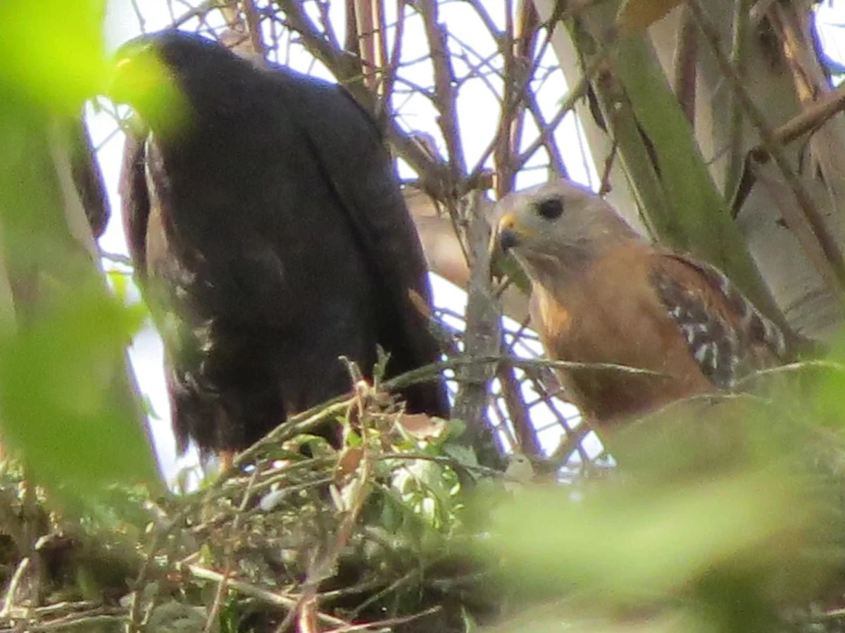 'Amorous And Experimental' Hawks From Very Different Species Mated ...