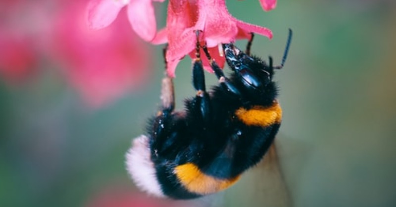 Research Claims That Insect Population Has Gone Down By 25% In Last 30 ...