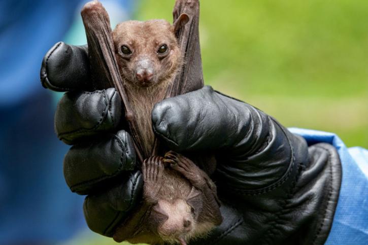 Scientists Discover New Coronaviruses In 2 Indian Bats Species From ...