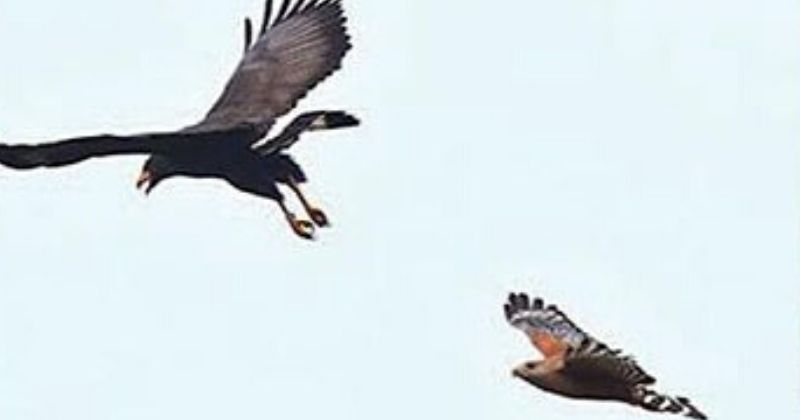 'Amorous And Experimental' Hawks From Very Different Species Mated ...