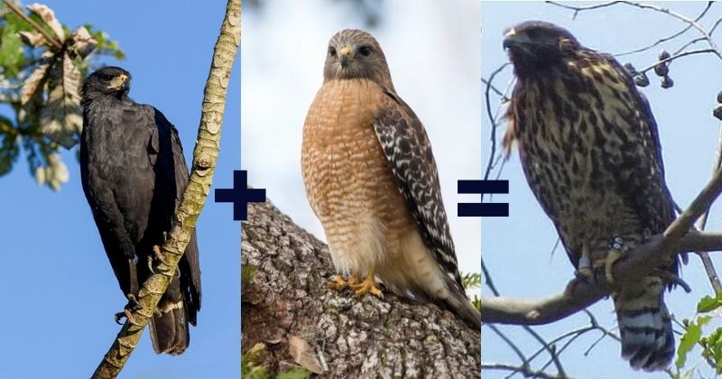 'Amorous And Experimental' Hawks From Very Different Species Mated ...