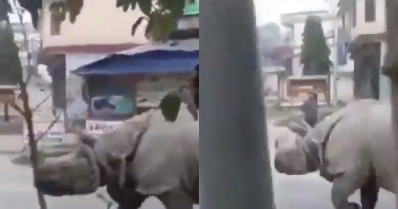 Video Shows A Rhino Walking On The Streets Of Nepal For 'Inspection ...