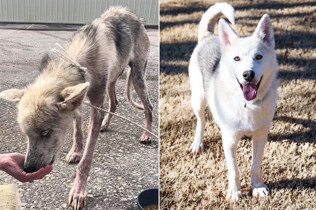 Starved Husky's Unbelievable Transformation