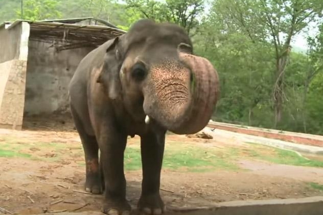 Kaavan, The Elephant Who Has Lived In Chains For 30 Yrs In Pakistani ...