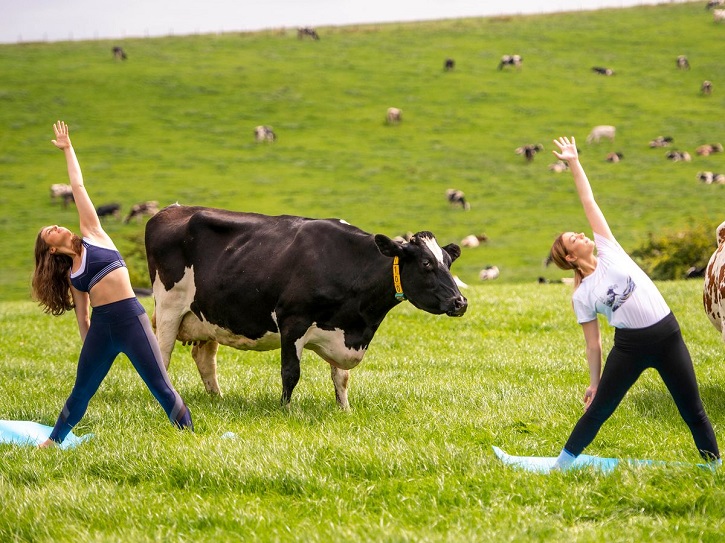 'Yoga With Cows' Session Held By A UK Dairy