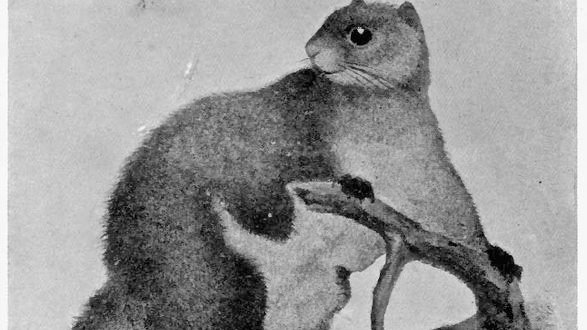 Woolly Flying Squirrel, Believed To Be Extinct 70 Years Ago, Spotted In ...