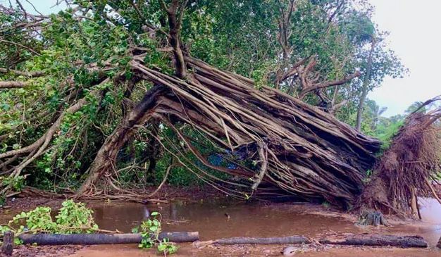 Crowd-Funding Of Around Rs 2 Lakh Helps Save Banyan Tree In Goa That's ...