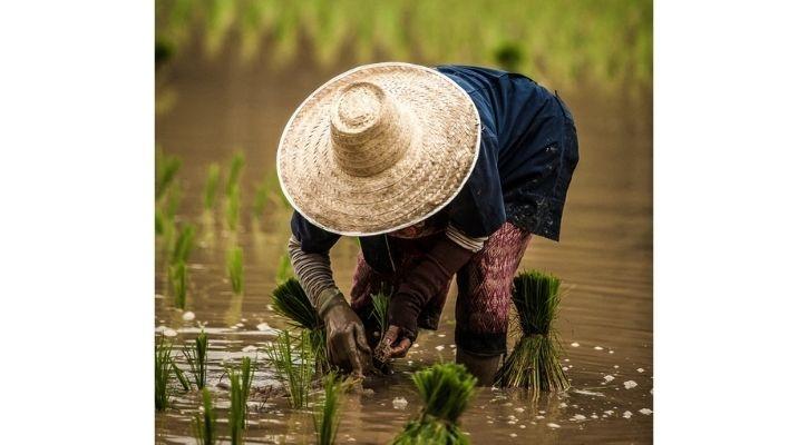 Eating Too Much Rice Could Increase Heart Disease Risk, Warns Study