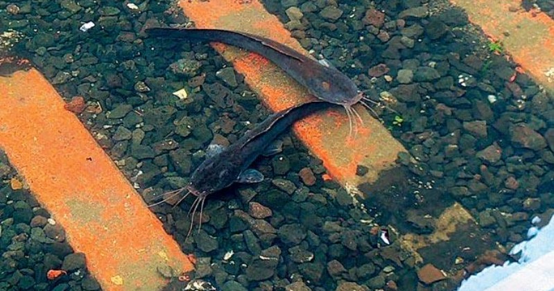 Fish Swim In Water Over Railway Tracks In Mumbai