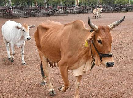 Disabled Cow Gets Prosthetic Leg