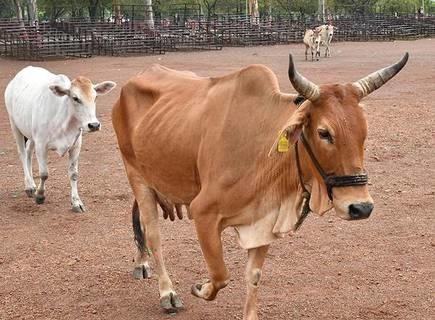 Disabled Cow Gets Prosthetic Leg