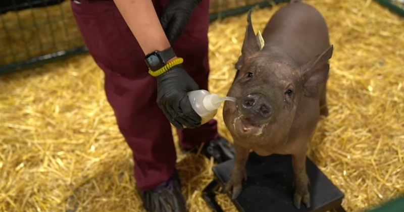 Elon Musk Demonstrates Neuralink Brain Chip In A Pig