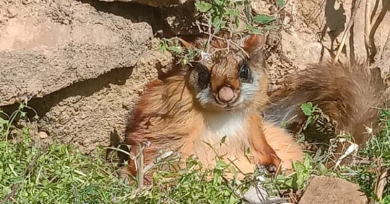उत्तरकाशी के गंगोत्री नेशनल पार्क में देखी गई दुर्लभ गिलहरी, पंजों के ...