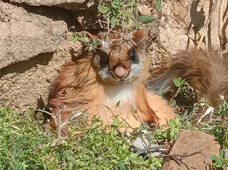 उत्तरकाशी के गंगोत्री नेशनल पार्क में देखी गई दुर्लभ गिलहरी, पंजों के ...