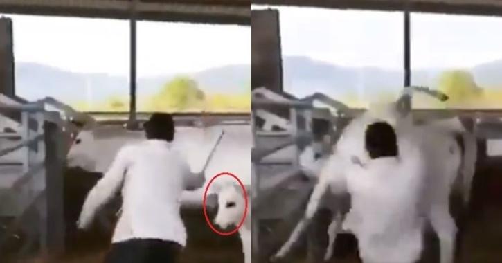 Watch: Calf Kicks Man Beating Cow With A Stick