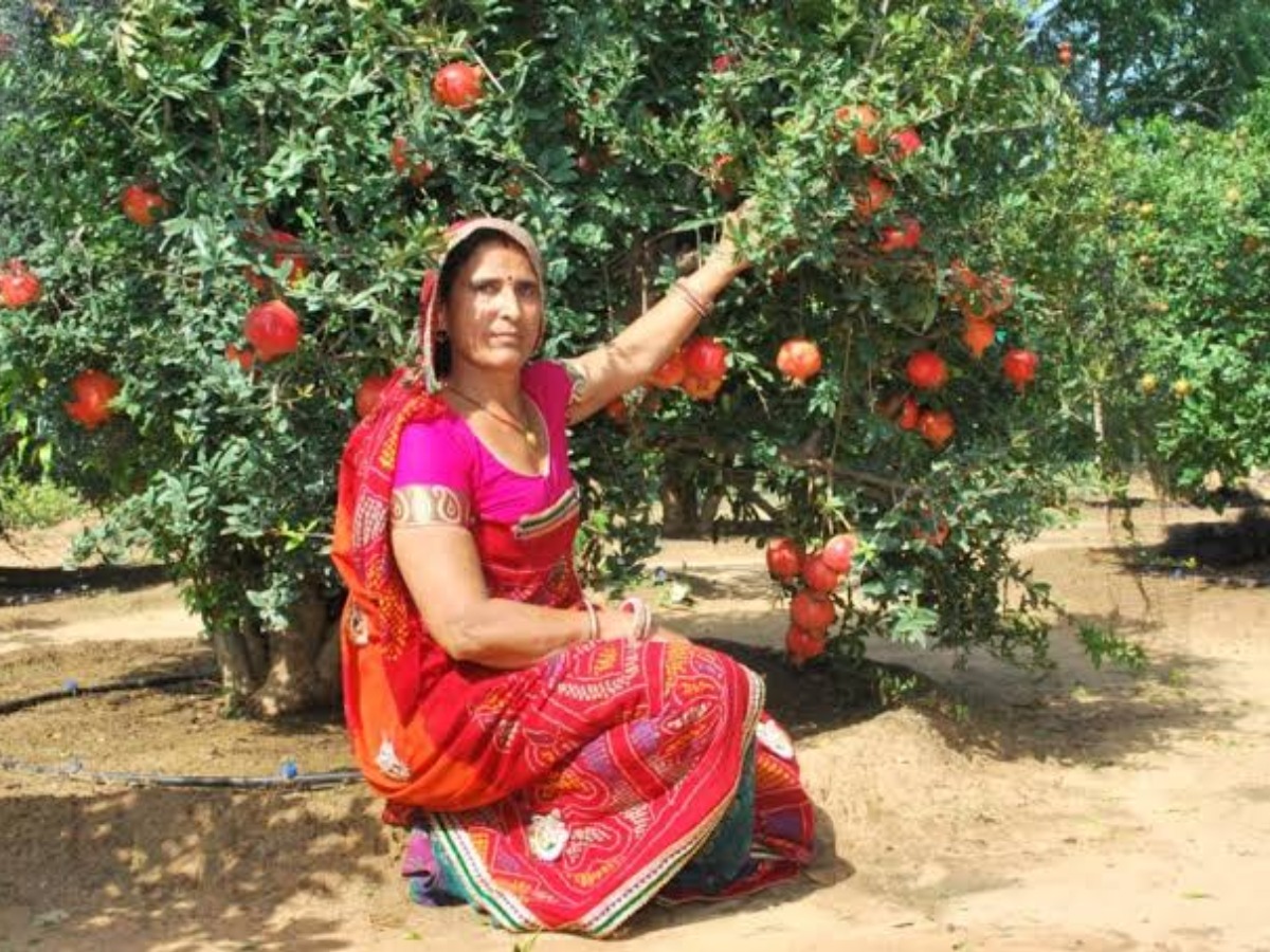 पति को होमगार्ड की नौकरी के दौरान आया आईडिया, खेती छोड़ बागवानी कर 20 ...