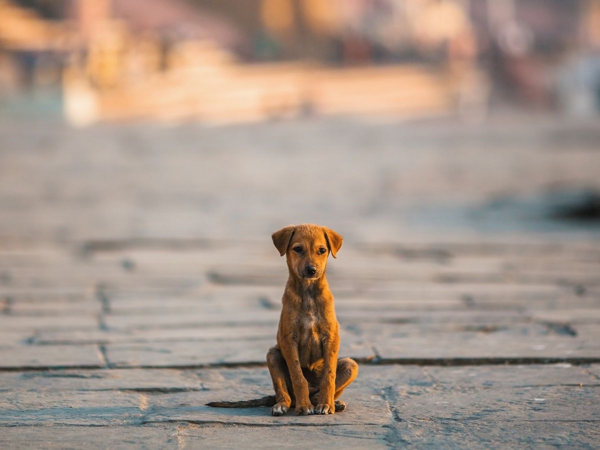 Indian Dogs Deserve Love Too: Why We Need To Adopt More Desi Breeds ...