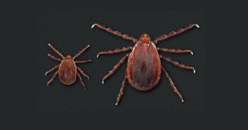 Tick-Borne Virus In China Isn't New And We Know Plenty About It Already