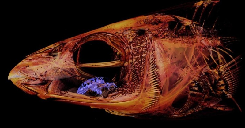 Tongue-Eating Parasite Doubles Up As A Live Tongue On Fish To Feed Off Them