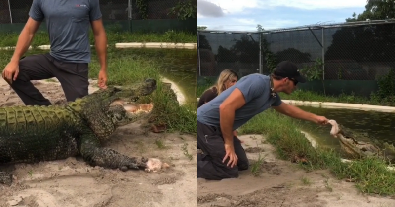 Alligator Feels Embarrassed After Failing To Catch Its Food