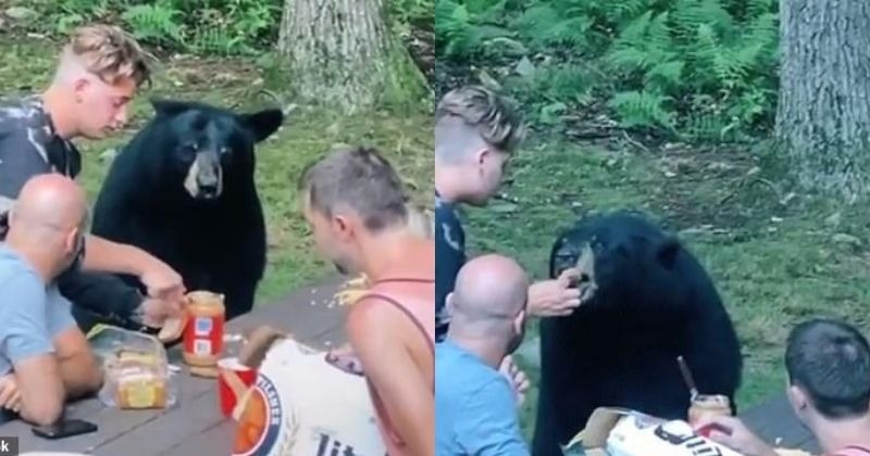 Bear Gets Sandwich From Family On Picnic