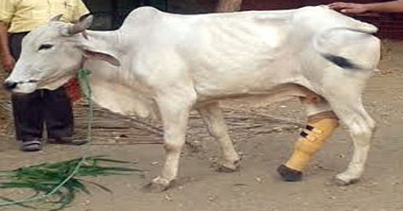 Disabled Cow Gets Prosthetic Leg