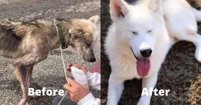 Starved Husky's Unbelievable Transformation