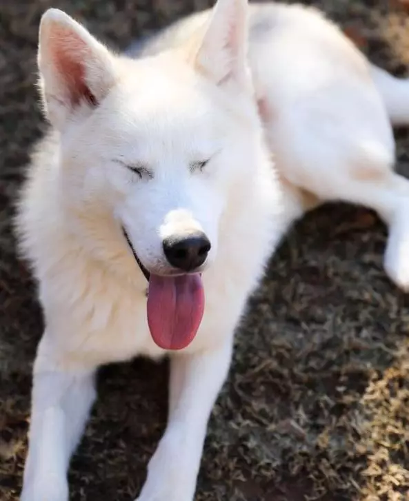 Starved Husky's Unbelievable Transformation