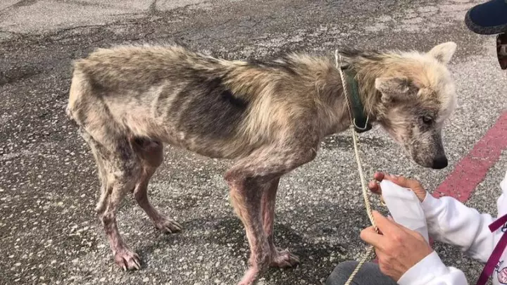 Starved Husky's Unbelievable Transformation