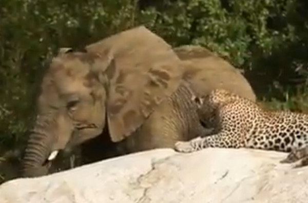Video: Leopard Is Amazed By Elephant