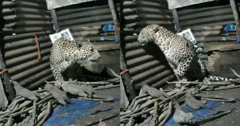 Leopardess Gives Birth To Four Cubs