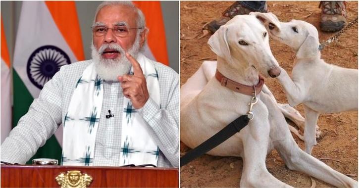 PM Modi Urges To Adopt Indian Dog Breeds; India's Dismal COVID Numbers ...