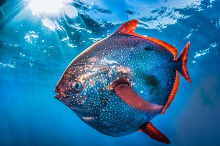 Giant Opah Fish Caught In Philippines