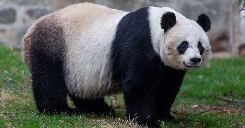 Giant Pandas Living In Zoos Could Be Suffering From 'Jet Lag'