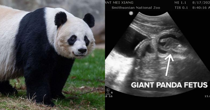 Giant Panda To Give Birth In The US
