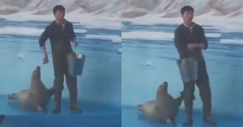 Watch: Adorable Seal Asks Man For Food