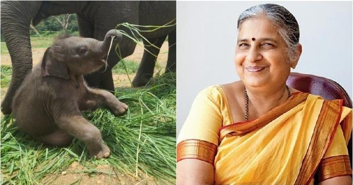 Baby Elephant At Bengaluru Zoo Named After Infosys' Sudha Murthy To ...