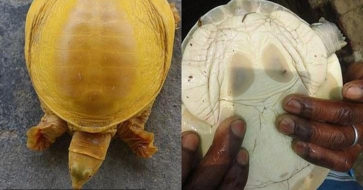 Turtle With Rare Golden Shell Found In Nepal, Worshipped